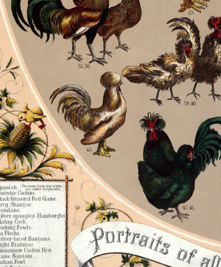 Vintage Poster The poultry of the world, 1868 - VINTAGE MAPS AND PRINTS