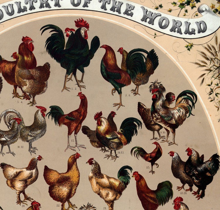 Vintage Poster The poultry of the world, 1868 - VINTAGE MAPS AND PRINTS