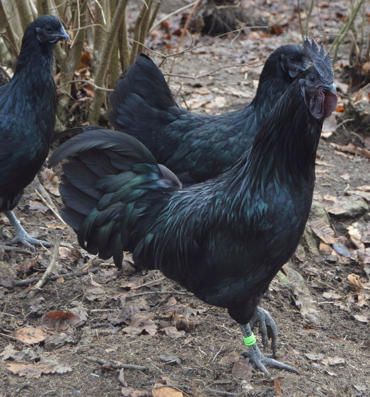 Black rooster enamel pin - pastel gothic witch brooch - metallic ...