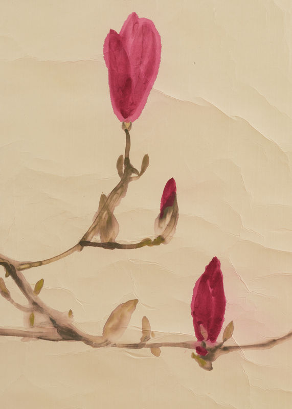 Magnolia 'Tonia' Pigment - Anne McKenzie Botanic Calligraphic Art
