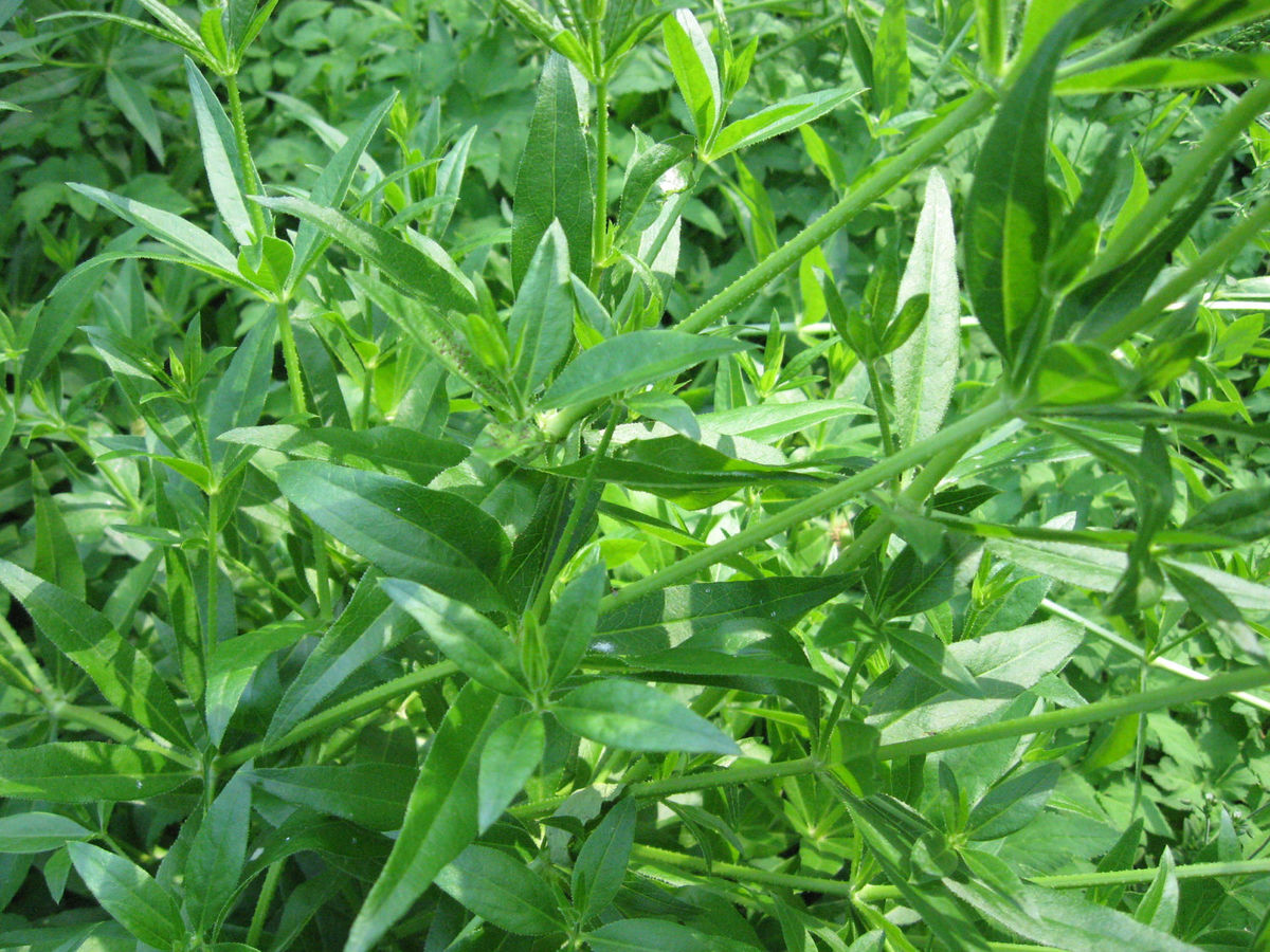 Madder Root Natural Dye, Rubia tinctorium, Ground - Brush Creek Wool Works